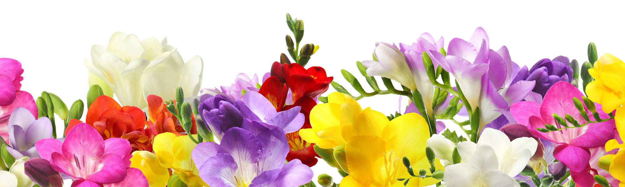 Miami Florist - Flower Delivery Miami by Trias Flowers