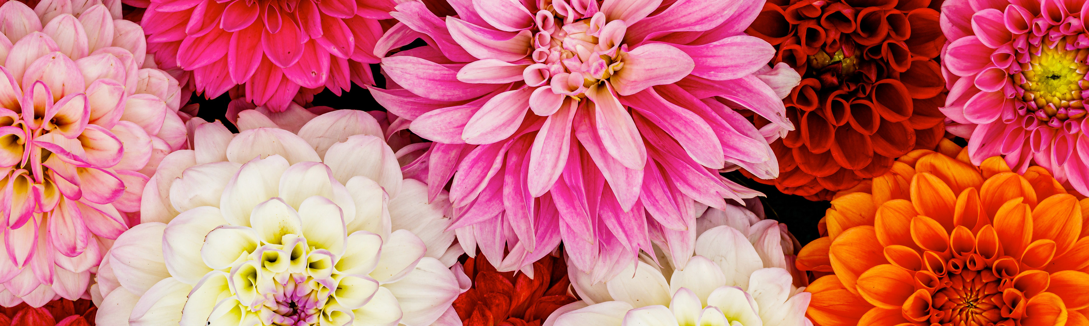 Miami Florist - Flower Delivery Miami by Trias Flowers